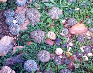 Incidental Harvest of Peyote - Cactus Conservation Institute