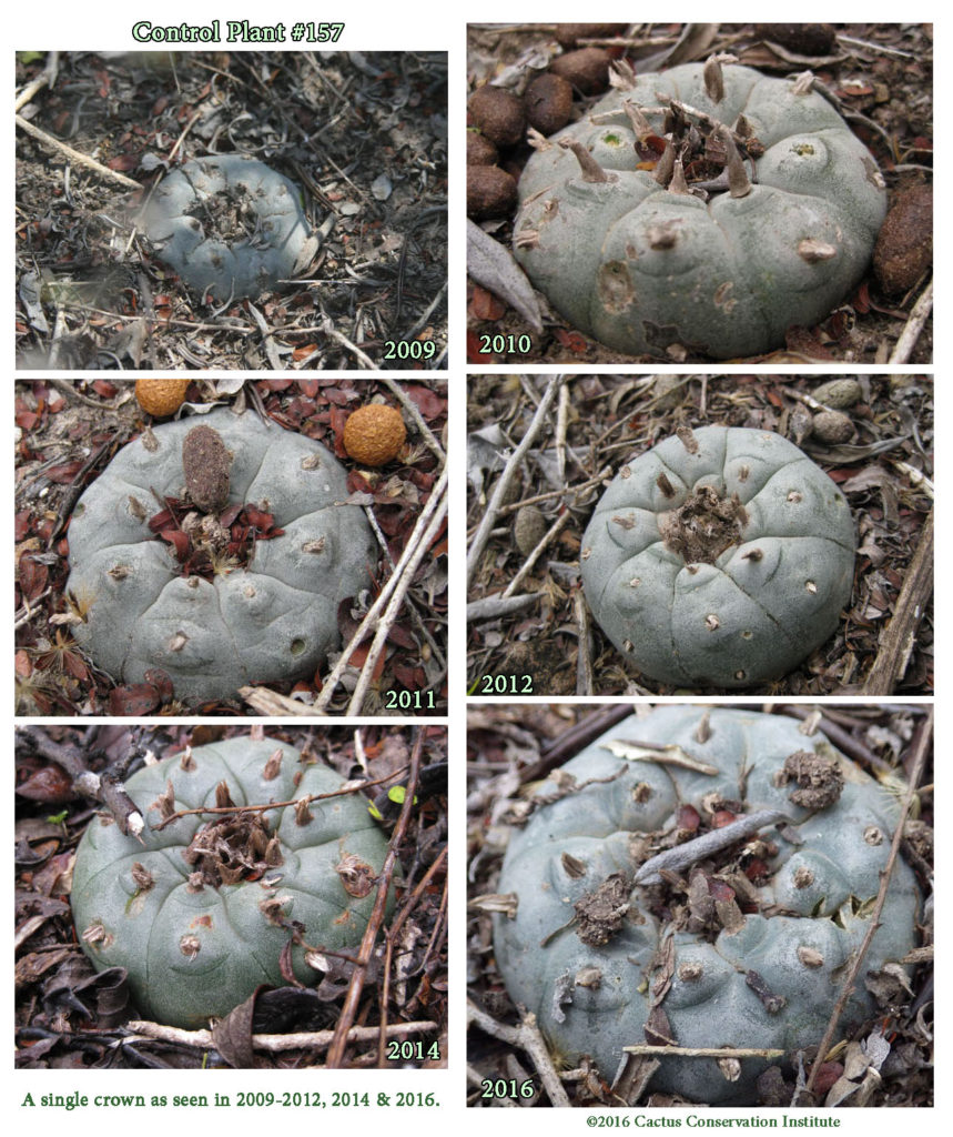 Regrowth: Long-term Impact of Harvesting on Peyote - Cactus ...